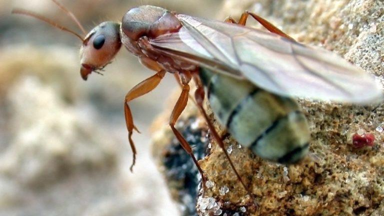 What Does a Queen Ant Look Like? - Borax Ant Killer