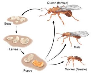 Where Do Queen Ants Live? - Borax Ant Killer