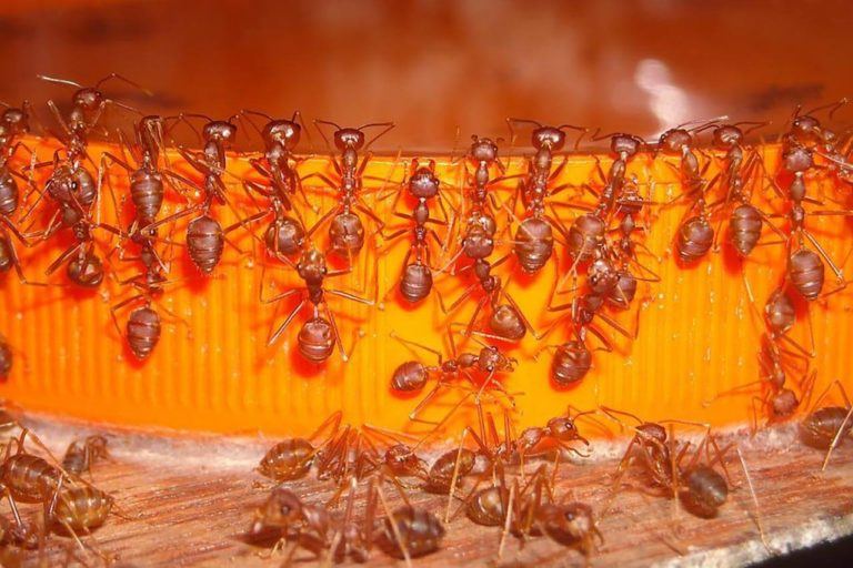 48 Strange and Amazing Stats and Facts About Ants - Borax Ant Killer